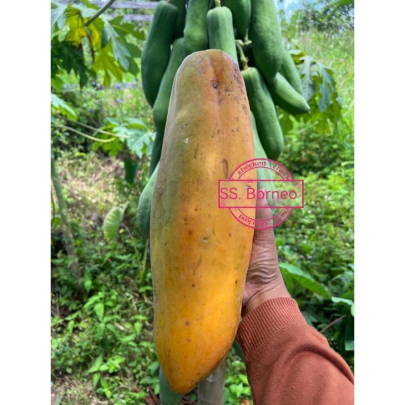 THAILAND Low Height LONG Papaya Seeds / BETIK PANJANG THAILAND 8 SEEDS ...
