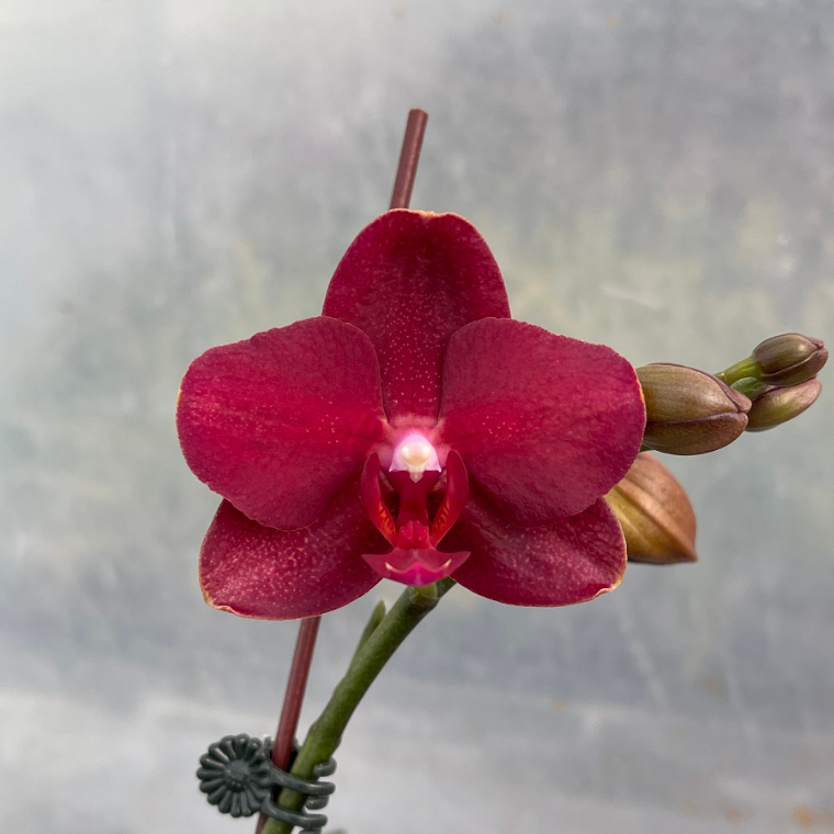Phalaenopsis Full Red | Medium Moth Orchid | Shopee Malaysia