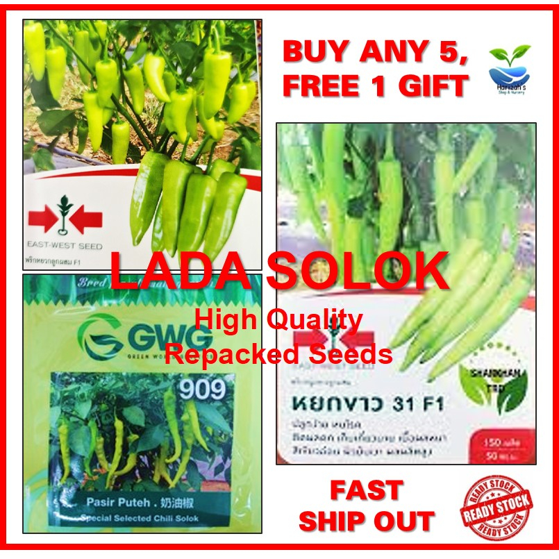 6-10 biji benih LADA SOLOK Panjang / Gemuk Thai cap Panah Merah East ...