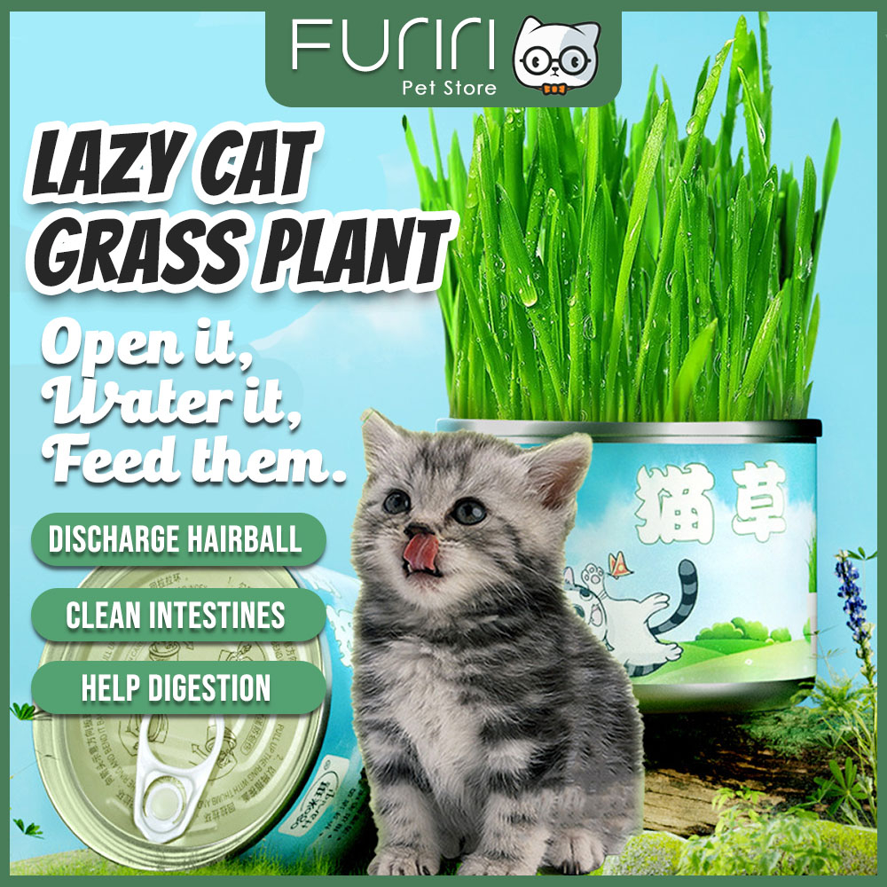 Furiri Lazy Cat Catnip Grass In Can Rumput Kucing Water And Grow Kit ...