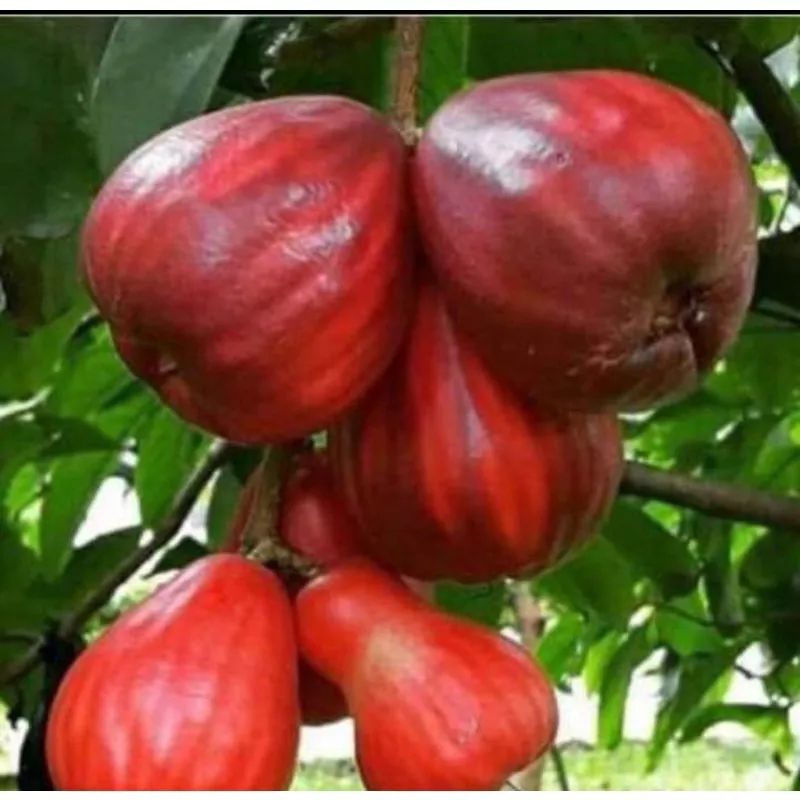 benih pokok jambu kayu hybrid | Shopee Malaysia