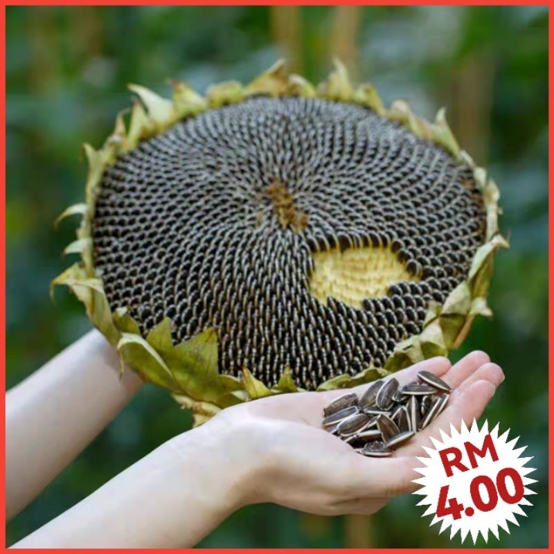 S16 Benih Bunga Matahari Besar （15+/-）/Edible Sunflower（Short seed ...