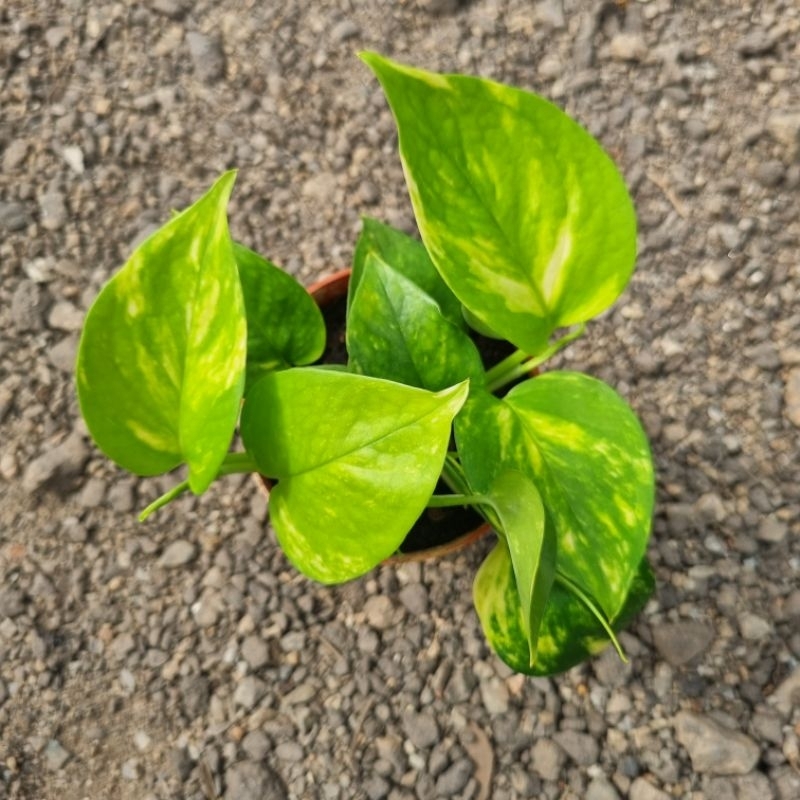 Live plant Indoor Plant golden pothos(pot size 8cm) ready stock万年青 室内植物 ...