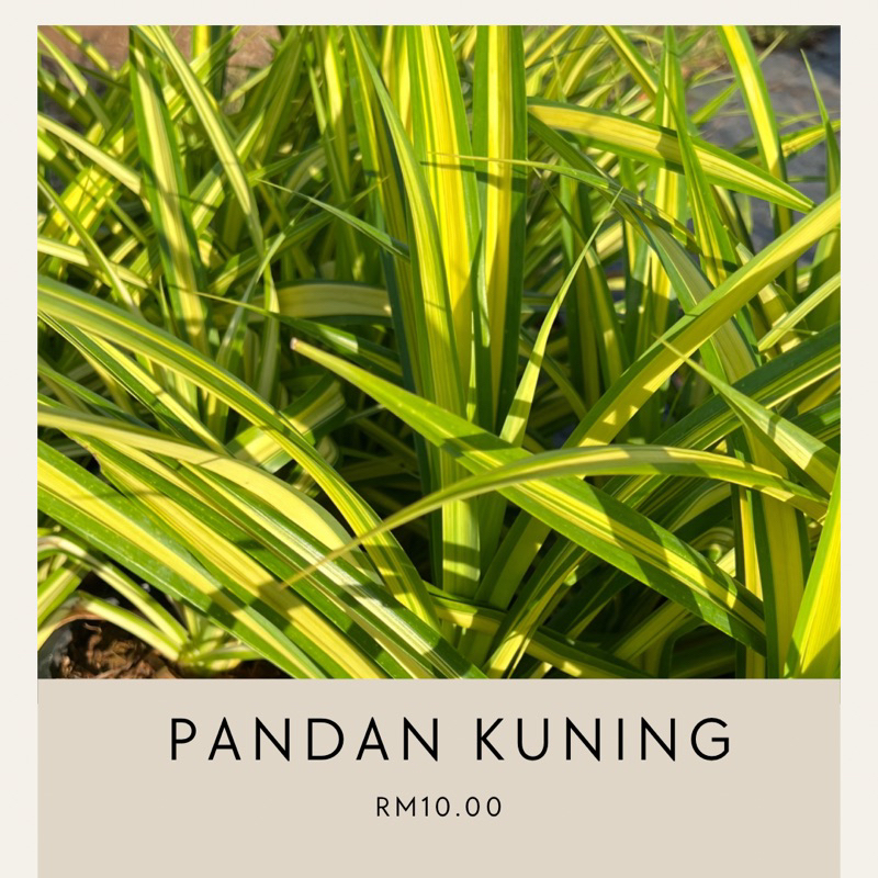 pokok hiasan pandan kuning | Shopee Malaysia