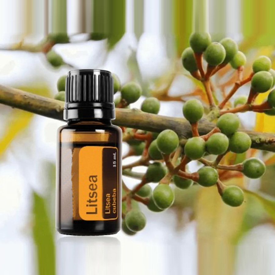 (Clear Stock) Litsea Essential Oil 15ml (Exp Date: 07/2025) | Shopee ...
