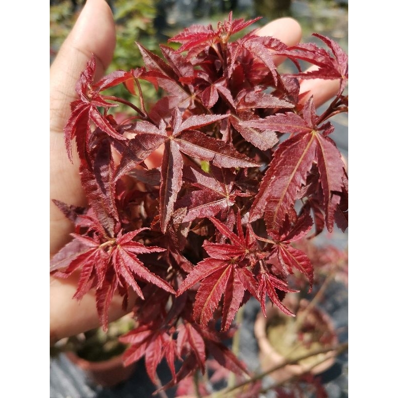 🤪CRAZY SALES 🤪👉Pokok Maple Big Size | Shopee Malaysia