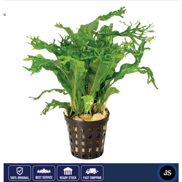 🔥Aquatic Plant Windelov🔥Microsorium pteropus/Windelov/Aquarium ...