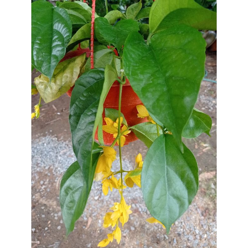 Bunga Nong Nooch Noch Vine I Juntaian Emas Kuning | Shopee Malaysia