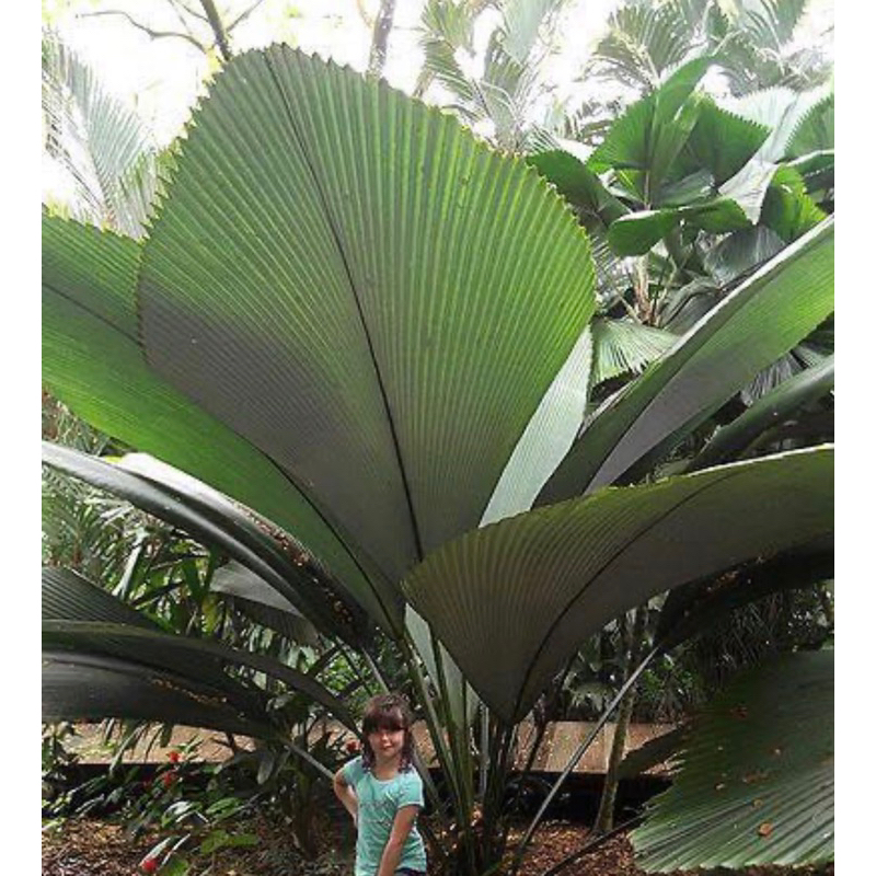 Pokok palma, landskap johannesteijsmannia altifrons, daun payung ...