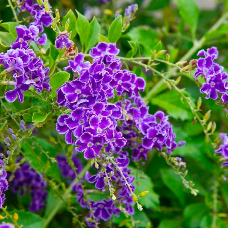 Pokok Bunga Duranta Erecta Purple Bunga Langit keratan @ anak pokok ...