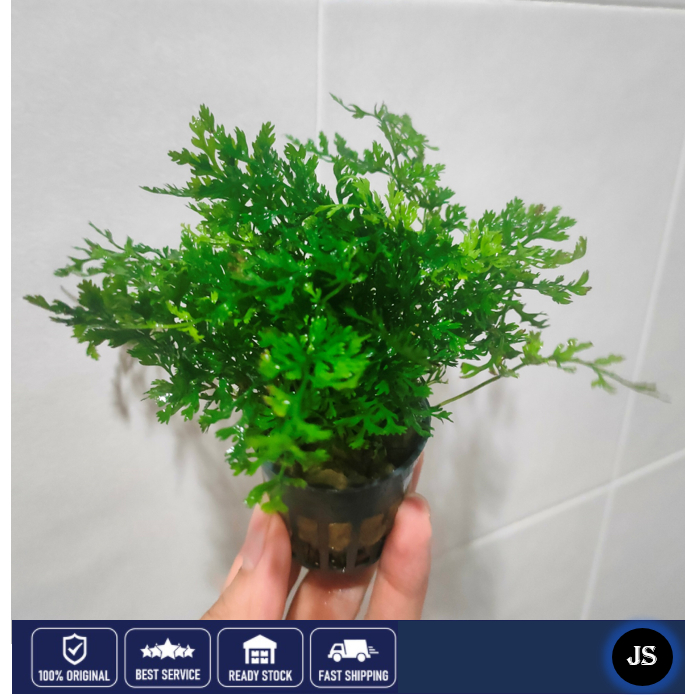 🔥Bolbitis Difformis Submerge🔥Live Aquarium Plants/Aquatic Plants ...