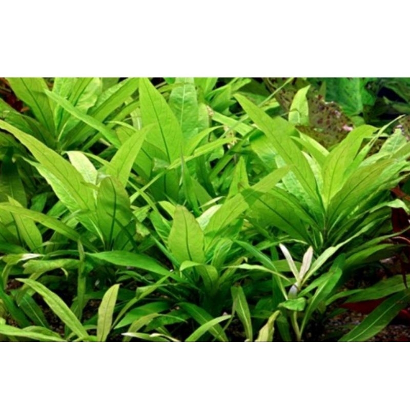 aquatic plant Hygrophila Corymbosa submerged aquascape aquarium ...