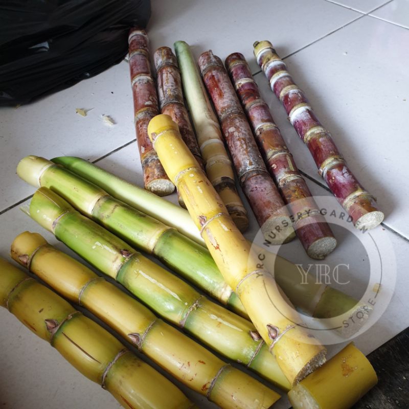Benih Tebu Kuning Telur 5 Keratan Sm Tebu Hitam Ragnar Shopee Malaysia