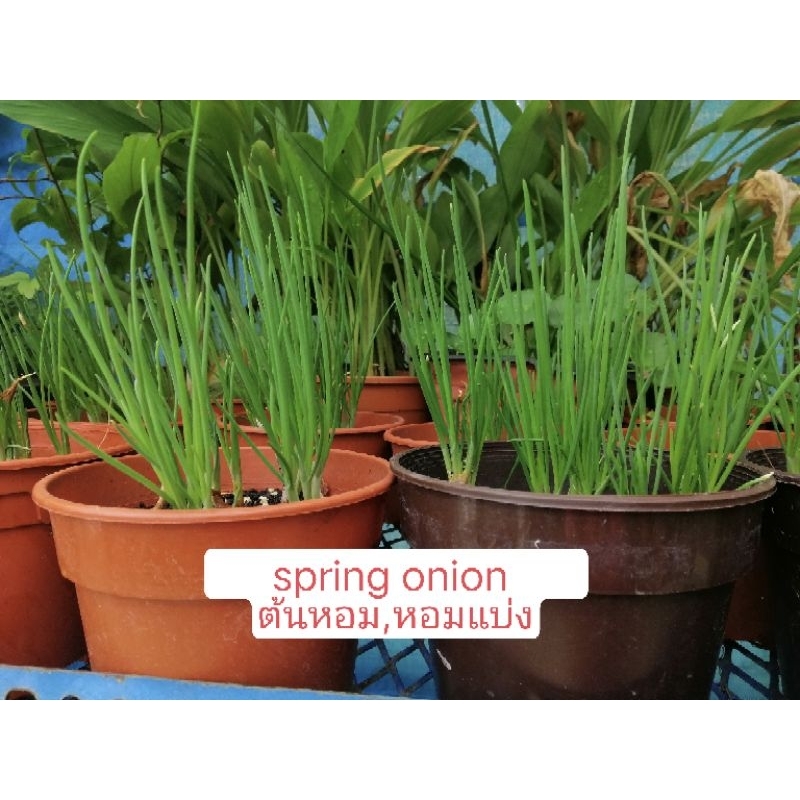 spring onion plant / organic plantต้นหอมแบ่งส่งพร้อมกระถาง | Shopee ...
