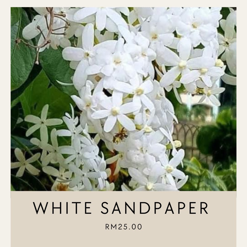 pokok bunga white sandpaper vine / bunga kertas pasir putih | Shopee ...