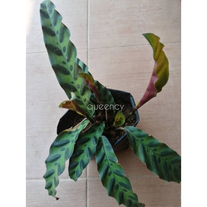 Anak Pokok Calathea Lancifolia/ Rattlesnake Plant | Shopee Malaysia