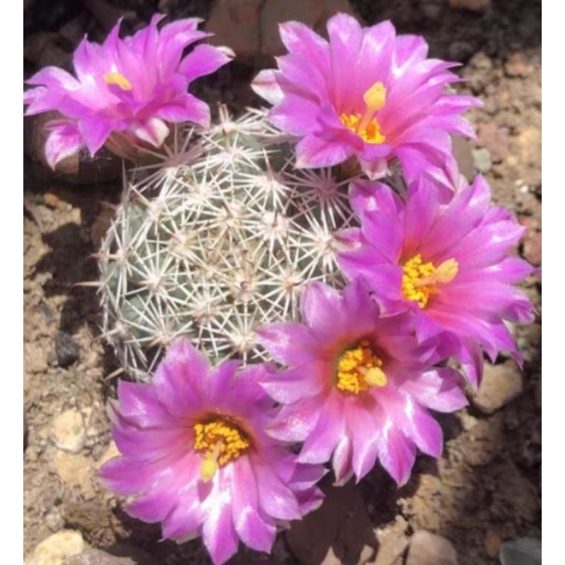 Cactus Mammillaria schumannii Kaktus flower rajin bunga | Shopee Malaysia