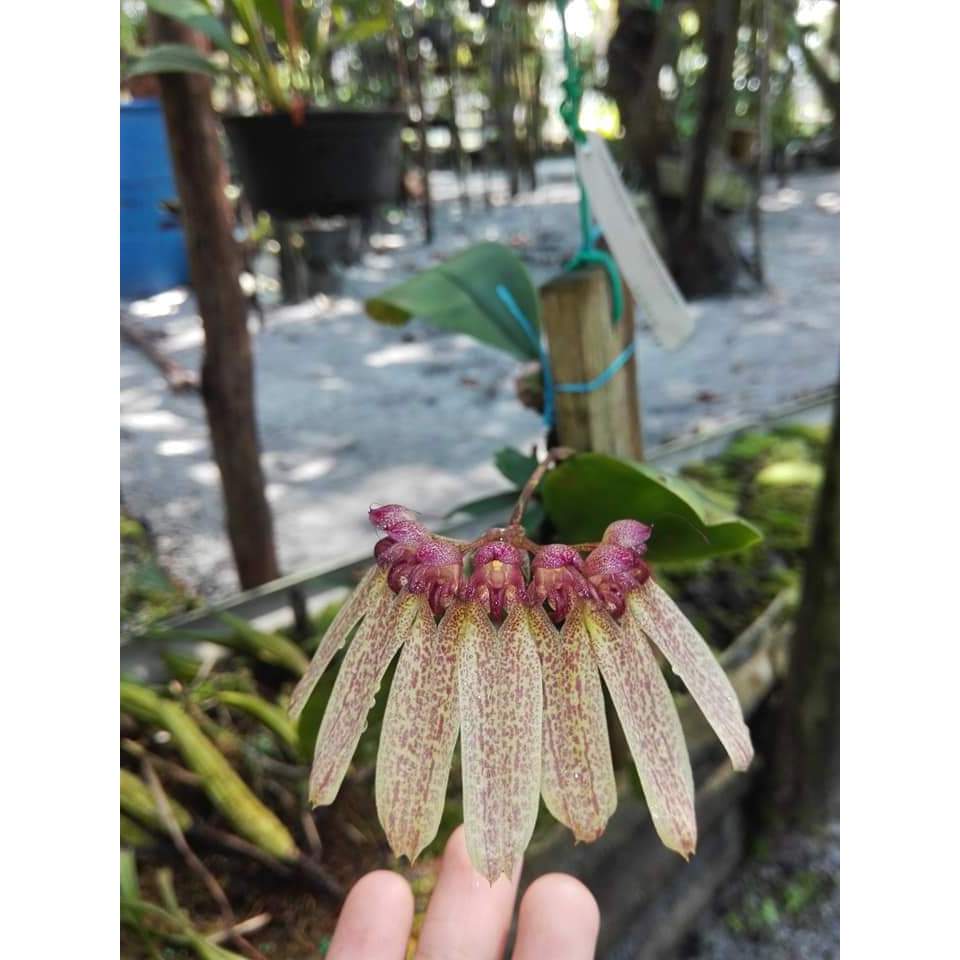 Bulbophyllum longiflorum..wild orchid hutan Borneo Orkid Liar Orkid ...