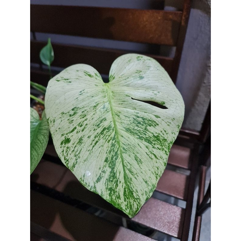 Monstera Mint Monstera Full Moon Mint Monstera White Tiger | Shopee ...