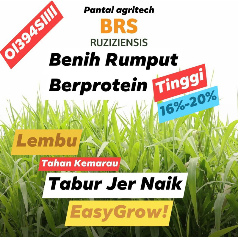 1KG Benih Rumput Ruzi Seeds Untuk Ternakan Komersial Sumber Protein ...