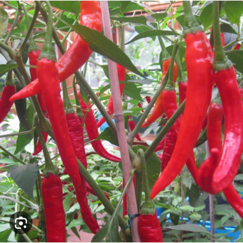 ♥️100 BiJI BENIH CILI BESAR & PANJANG KULAI F1 HYBRID CILI SEED (TIADA ...