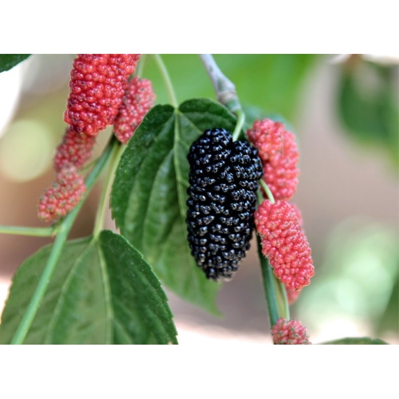 KERATAN BATANG POKOK MULBERRY | Shopee Malaysia