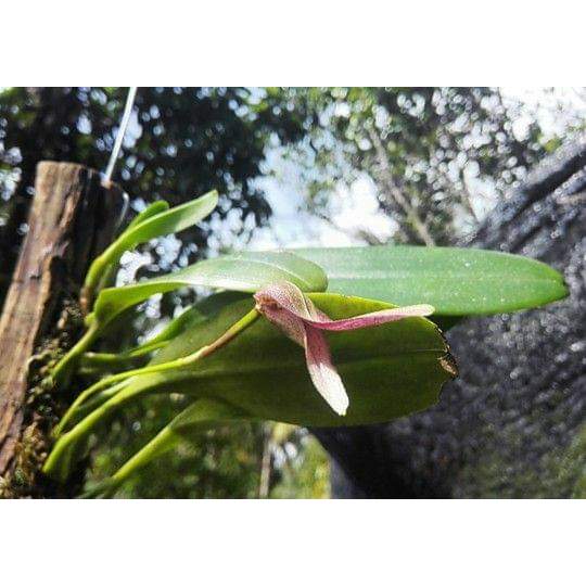 Bulbophyllum antenniferum rare species (cutting 4 daun) orkid liar ...