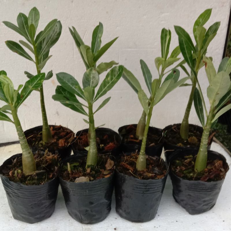 ADENIUM - ANAK POKOK kemboja cina Yak Saudi | Shopee Malaysia