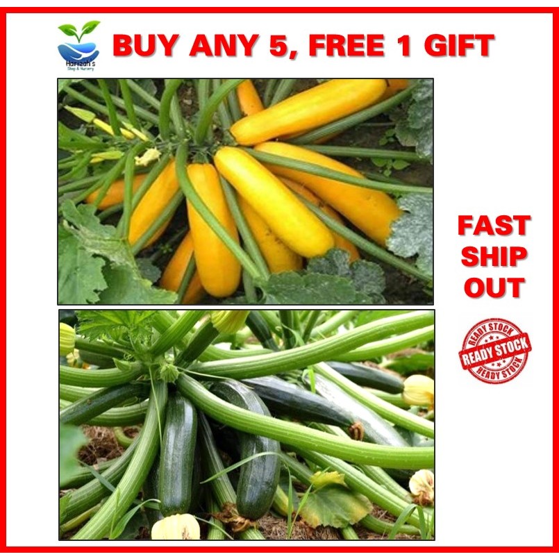 2 biji BENIH ZUCCHINI F1 hybrid premium warna kuning dan hijau | Shopee ...