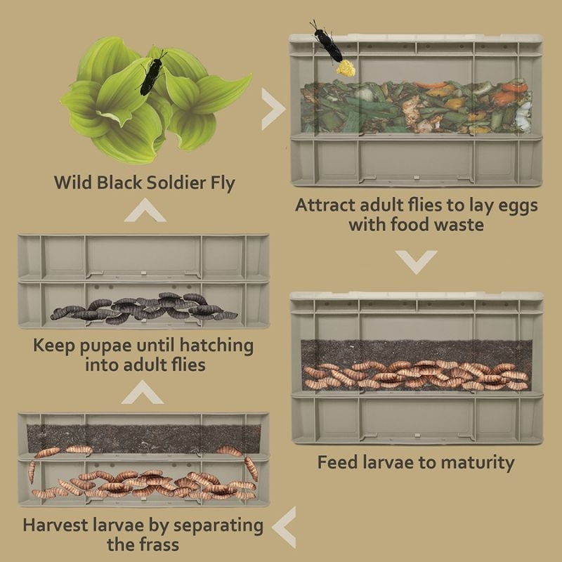 Black Soldier Fly Farming 25L Container Bin Breed BSF Larvae Pet Food ...