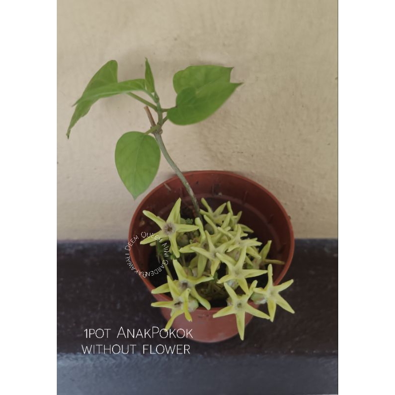 Anak pokok Bunga Tongkeng/Live plant Telosma cordata/夜香花树苗 | Shopee ...