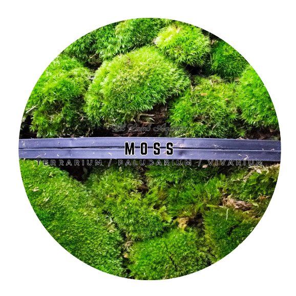 [Moss] Terrarium Vivarium Paludarium Garden Star Moss Lumut Darat Live ...