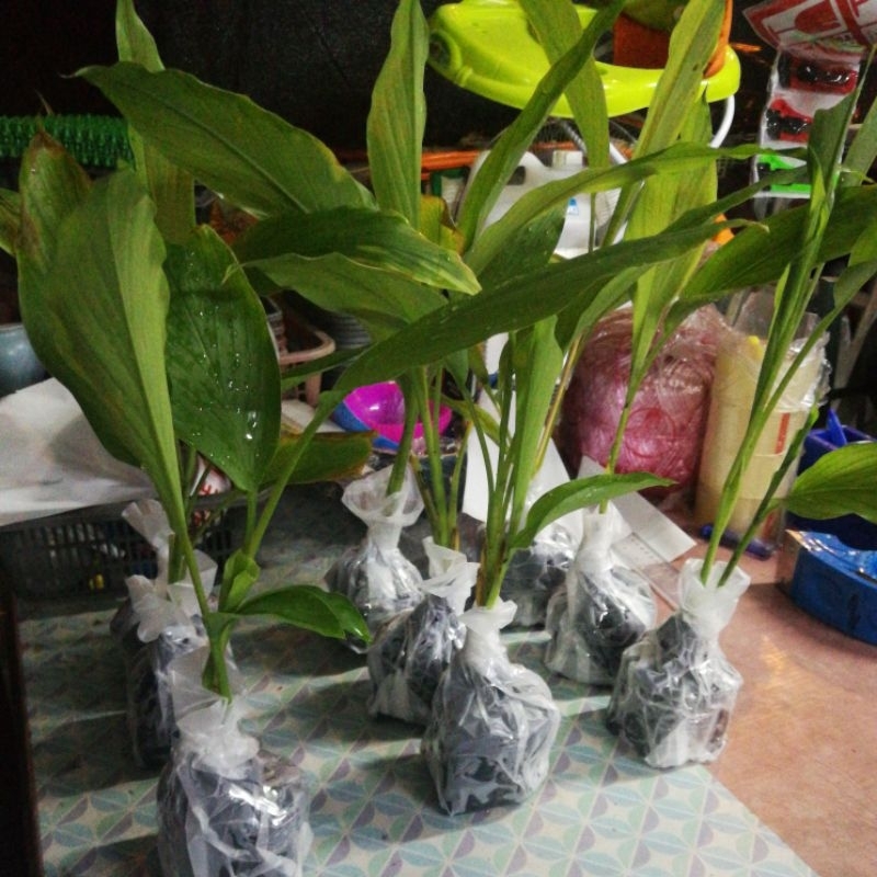 🍀KUNYIT🍀 [3 pokok RM10] 📌 anak pokok herba kunyit kampung | tumeric ...