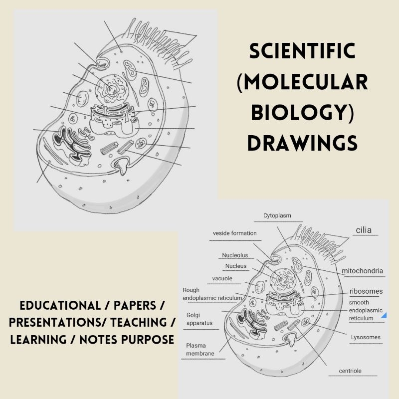 MOLECULAR BIOLOGY / SCIENTIFIC DRAWING DIGITAL SOFTCOPY-PRINTABLE ...