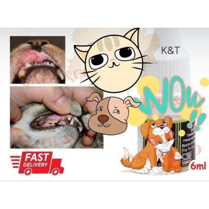 ubat ulcer / ulser mulut kucing , sakit mulut kucing, cat dog ulcer ...
