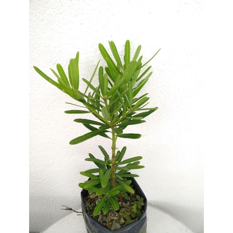 podocarpus Luo Han Son bonsai plant flower trees Feng Shui 风水汉松盆栽花树 ...