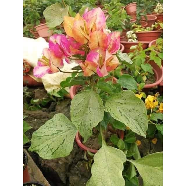 Anak Pokok Bunga Kertas/Bougainvillea Chitra/Citra Pelbagai Jenis ...