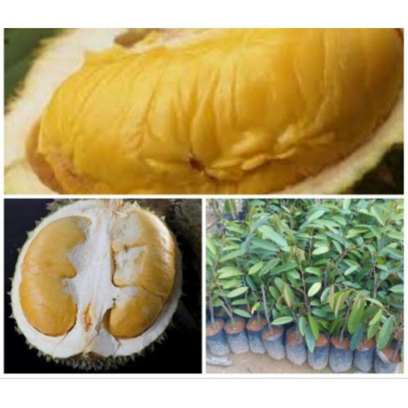 Pokok Musang Queen/Tekka | Shopee Malaysia