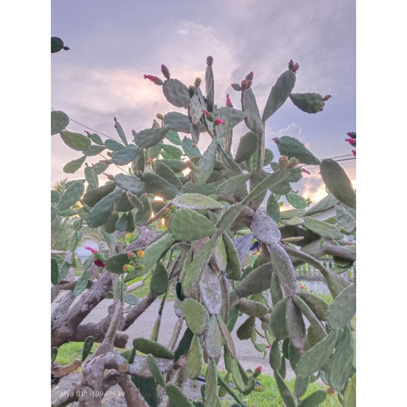 Cactus Opuntia/Cactus Mickey Fresh Cut (Buy 7pcs FREE 1pc) | Shopee ...