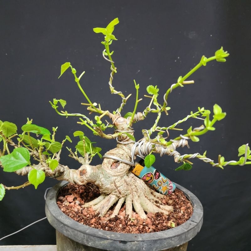 bonsai premium bebaru 黄槿 waru hibiscus | Shopee Malaysia