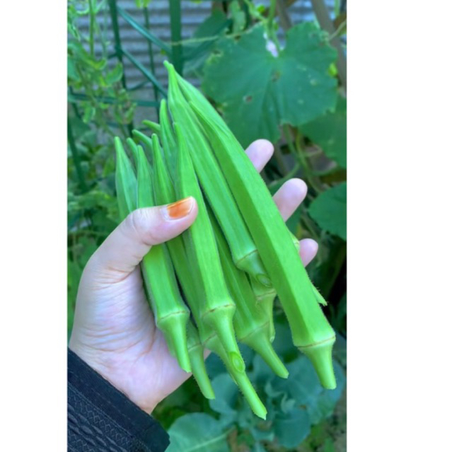 Biji Benih Bendi / Okra / Lady finger (Repack) | Shopee Malaysia