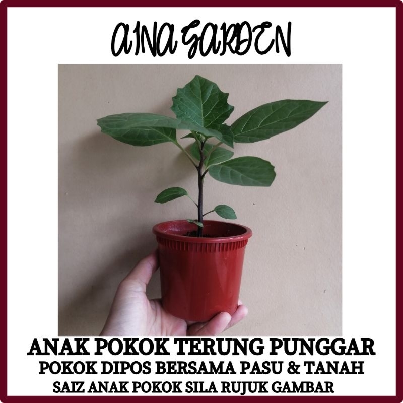 HSK [1 pasu] ANAK POKOK KECUBUNG UNGU | DATURA SEEDLING | TERUNG PUNGGAR | LIVE PLANT | Shopee ...
