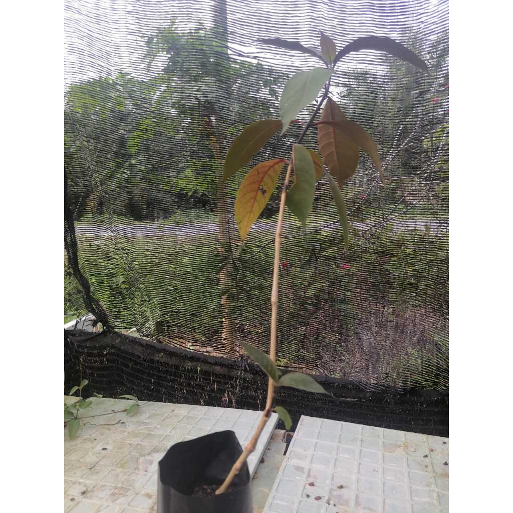 pokok puding belacan rendang dalam polybag (pokok herba dan hiasan ...