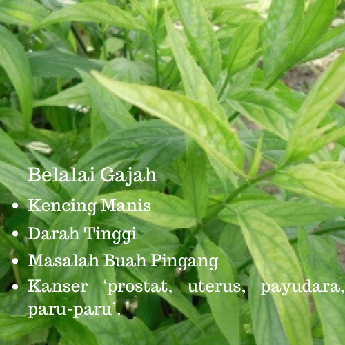 Anak Pokok Belalai Gajah / Pokok Harba / Clinacanthus Nutans | Shopee ...