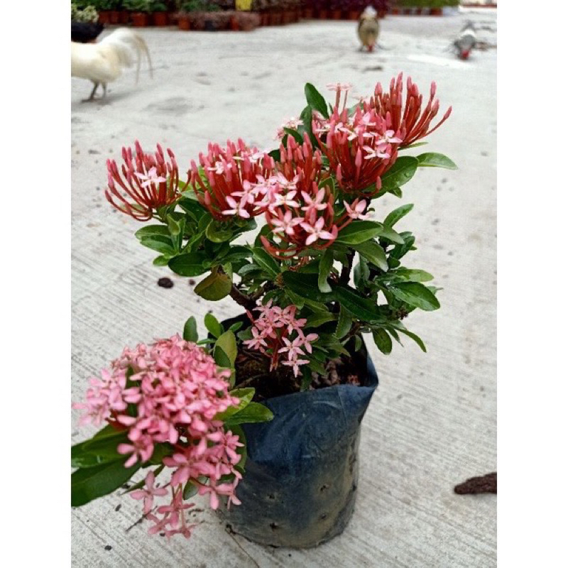 Pokok bunga Ixora Renek berbunga in Polybag 仙丹花 - Pokok Bunga Hiasan ...