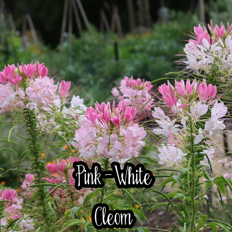 Cleom seeds pelbagai warna Pokok Bunga Butterfly @ maman hiasan ( 10 ...