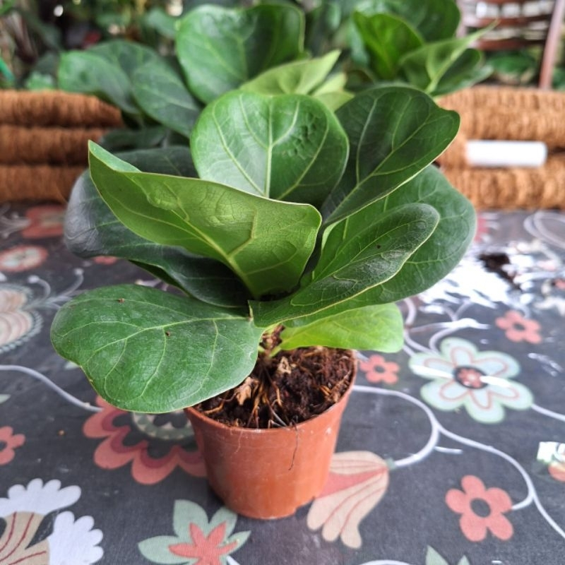 Pokok Ficus iryata / dekorasi tanaman/ indoor plant/ office plant ...