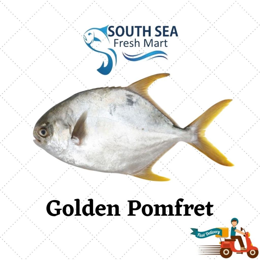 Fresh Golden Pomfret Fish (Ikan Bawal Emas) 金鲳鱼 | (400-800g) 1pc ...