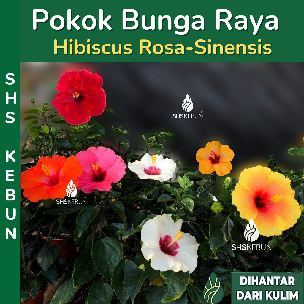 Pokok Bunga Raya Hibiscus Hawaiian Hibiscus Random Colour Pokok Bunga ...