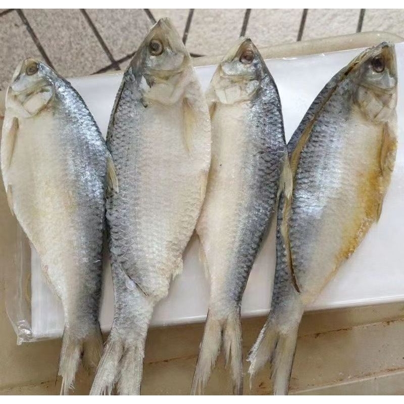 FRESH FROZEN Wild Ikan Terubuk Sarawak /刺壳鱼/ Toli Shad Fish 1.9kg ...